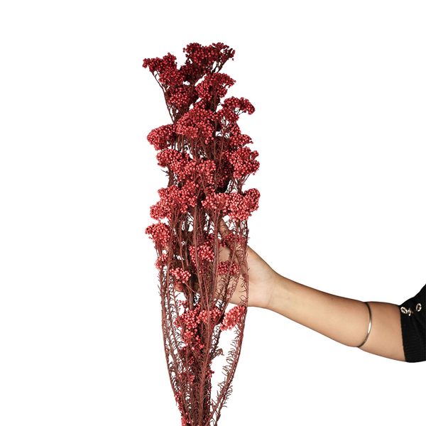 Rice Flower- Red – https://artecasa.in/